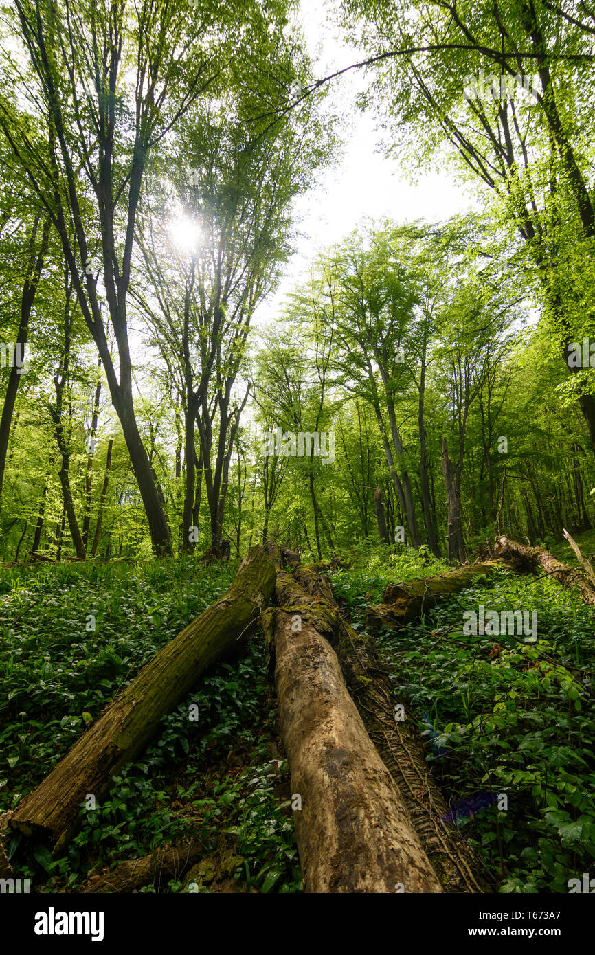 St. Andrä-Wördern: Bärlauch (Allium ursinum), wild garlic, trees ...