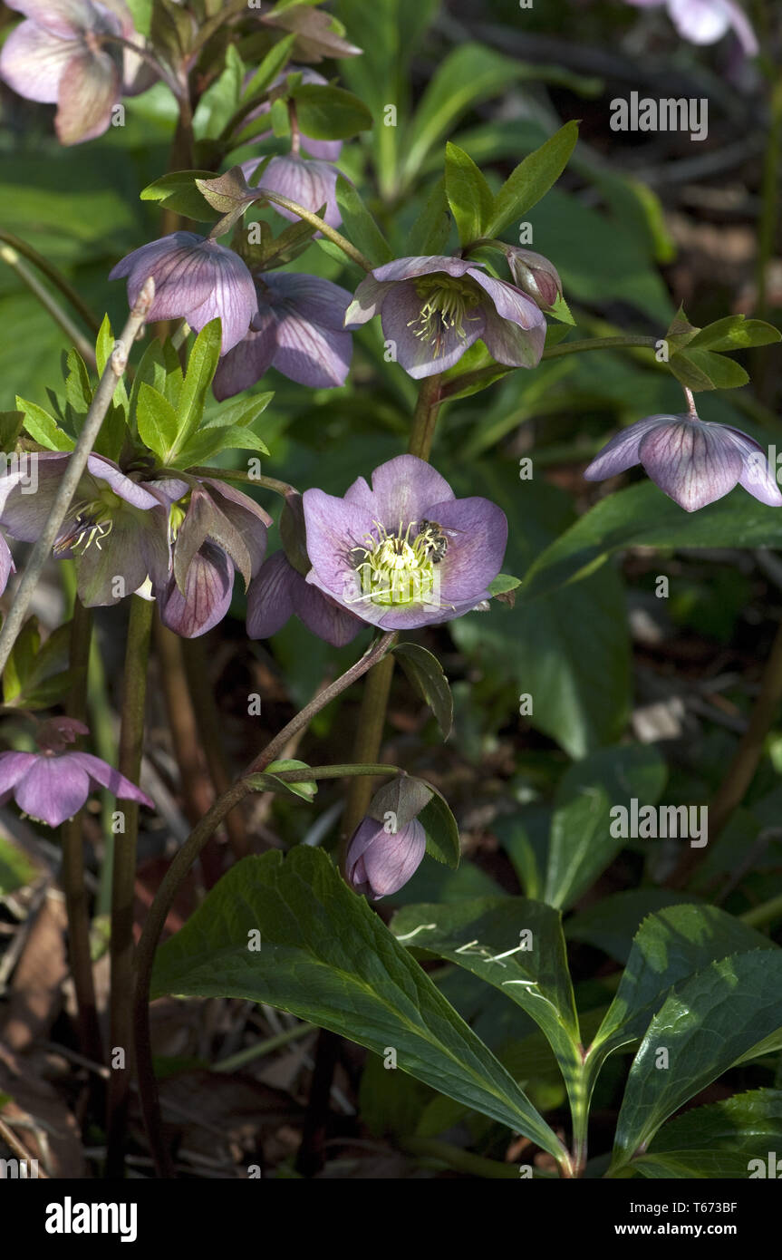 purple hellebore, Helleborus purpurascens Stock Photo - Alamy