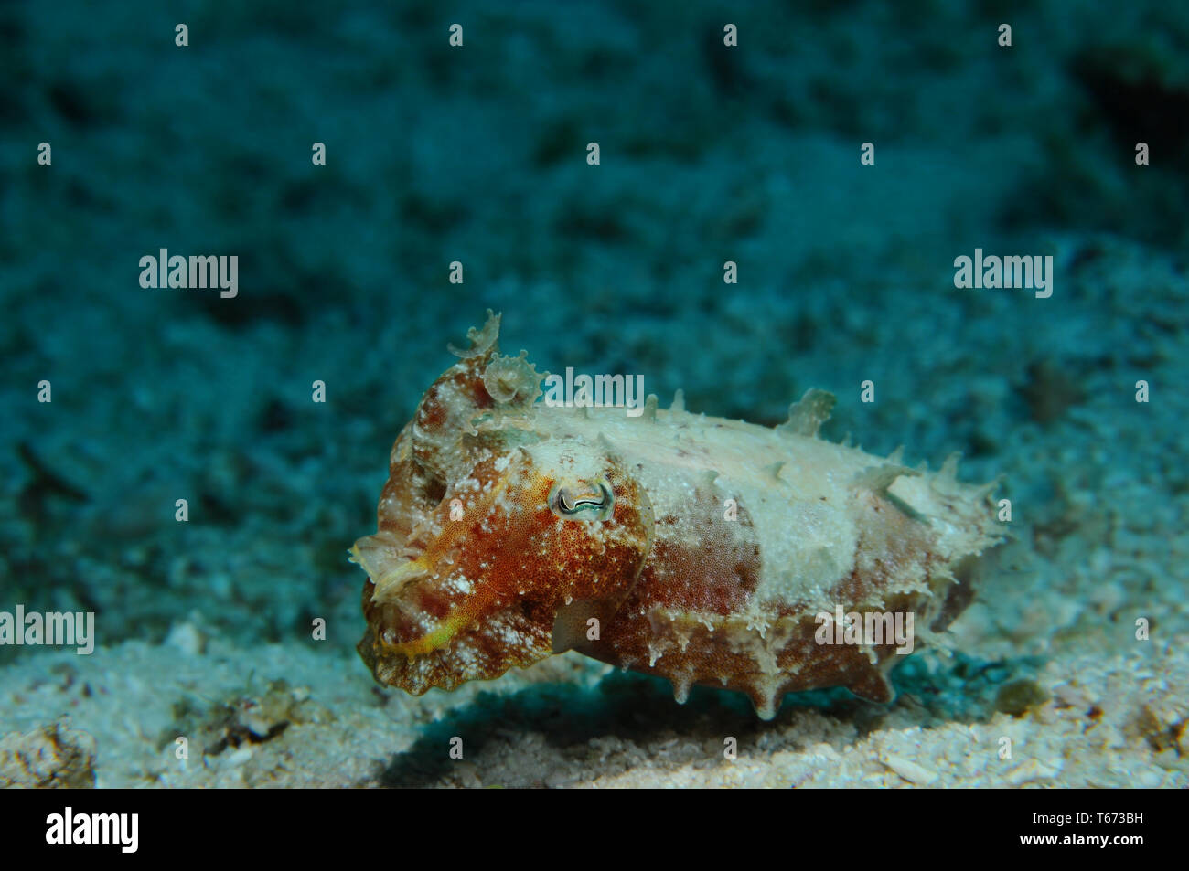 Needle cuttlefish (Sepia aculeata (Lat)) is changing colors, Panglao ...