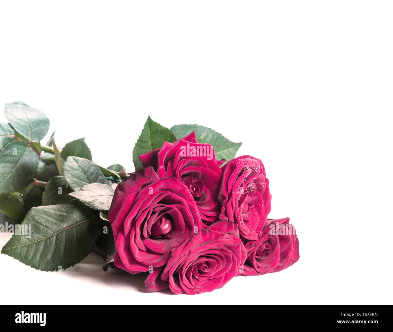 Roses for the holiday hi-res stock photography and images - Alamy