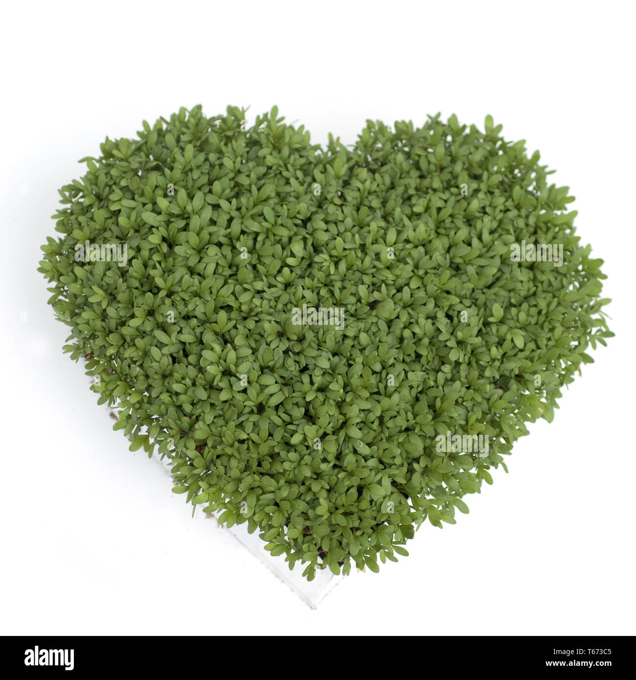 pepperwort or garden cress, Lepidium sativum Stock Photo - Alamy