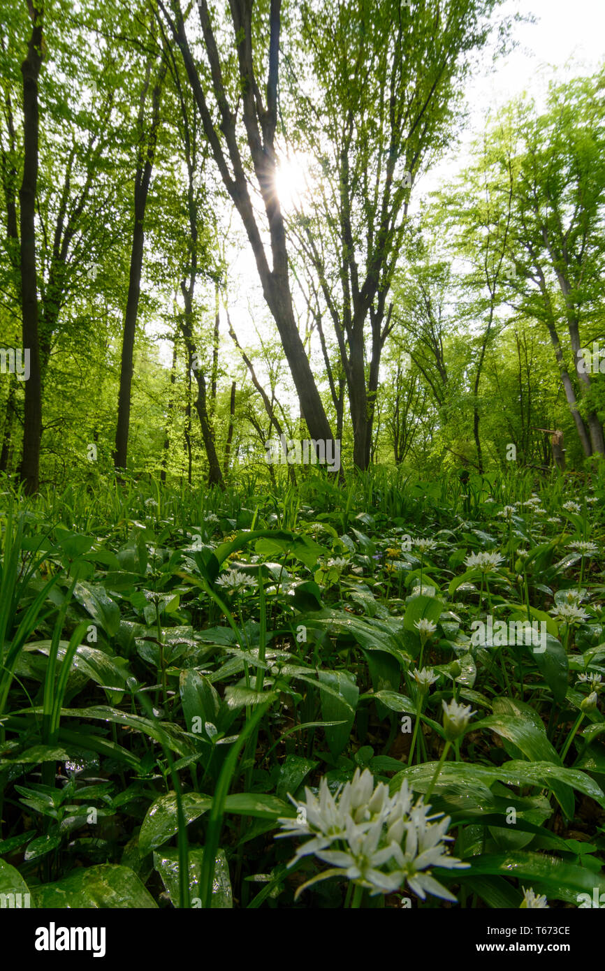 St. Andrä-Wördern: Bärlauch (Allium ursinum), wild garlic, trees ...
