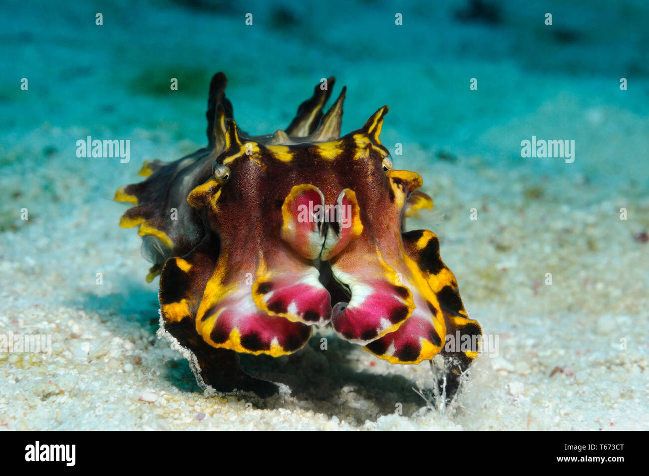 An extremely venomous Pfeffer's flamboyant cuttlefish (Metasepia ...