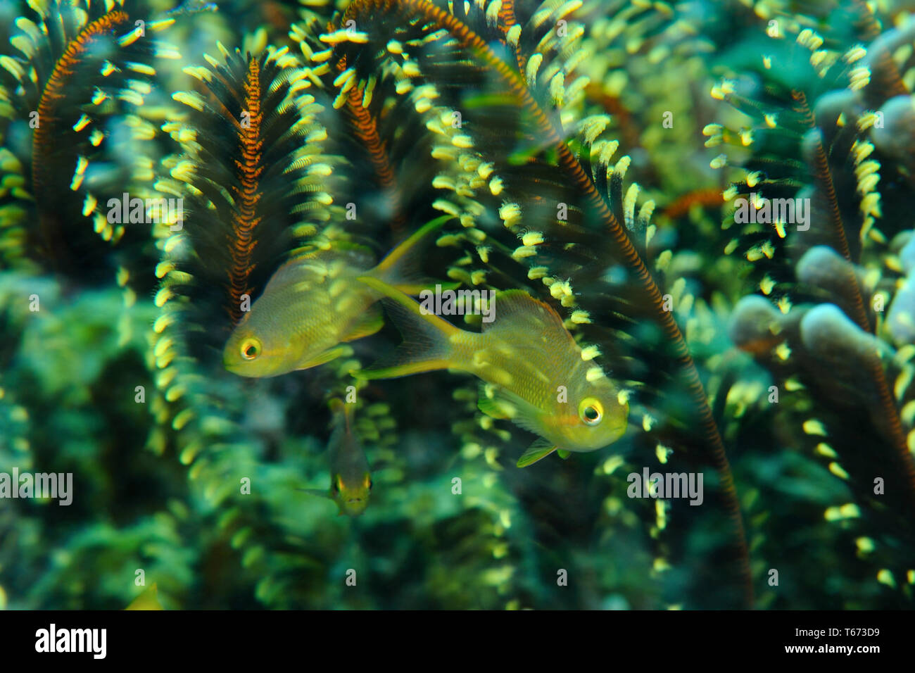 Red cheeked fairy basslet hi-res stock photography and images - Alamy