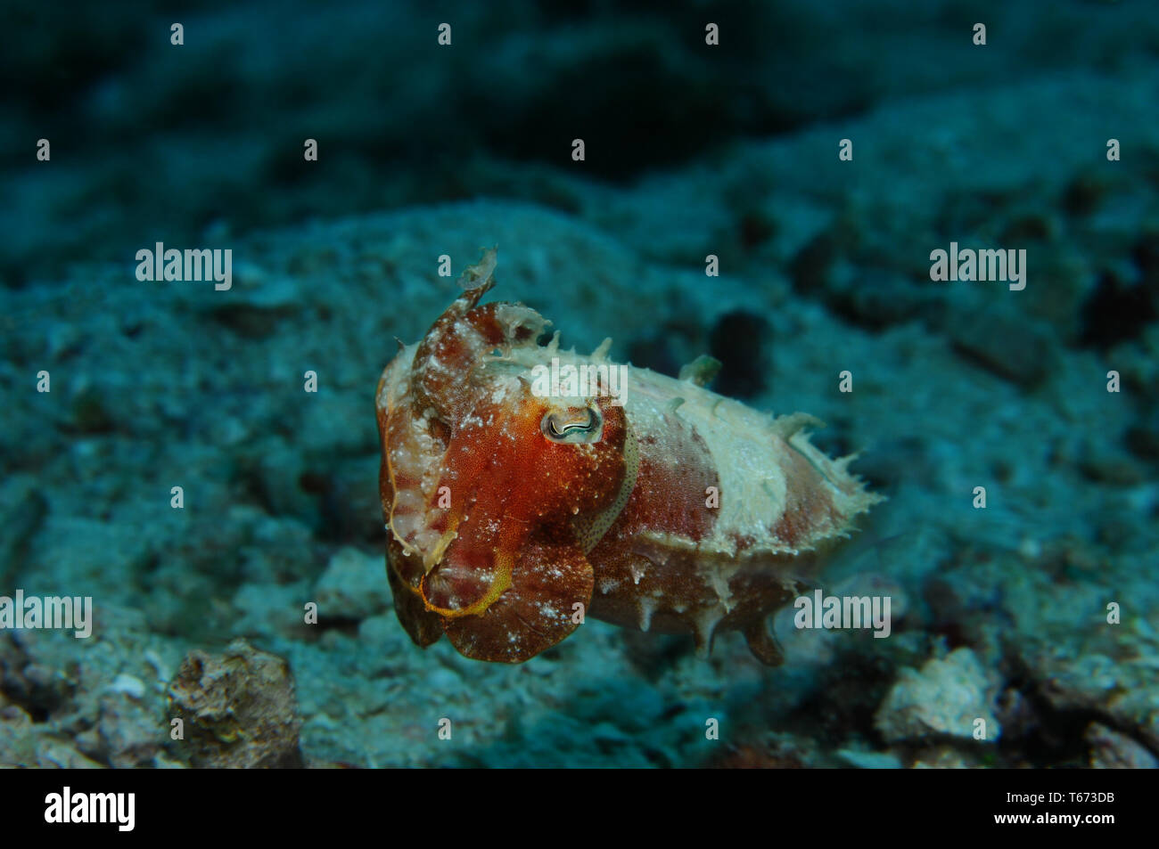 Needle cuttlefish (Sepia aculeata (Lat)) is changing colors, Panglao ...