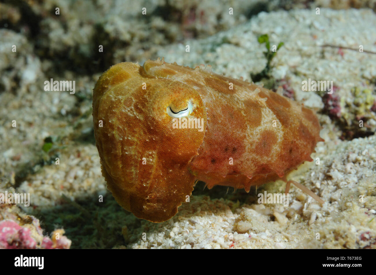 Needle cuttlefish (Sepia aculeata (Lat)) is having a rest close to a ...