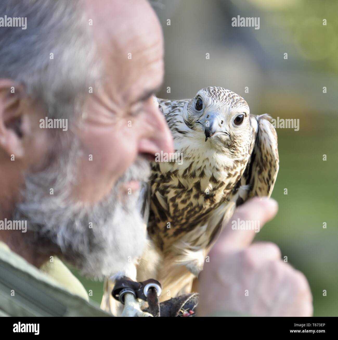 Falcon training hi-res stock photography and images - Alamy