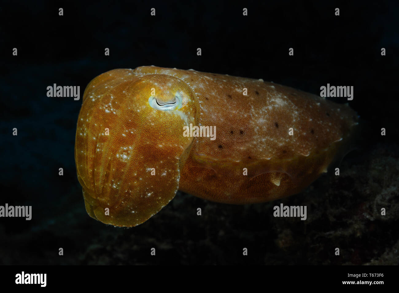 Resting Needle cuttlefish (Sepia aculeata (Lat)) against dark ...