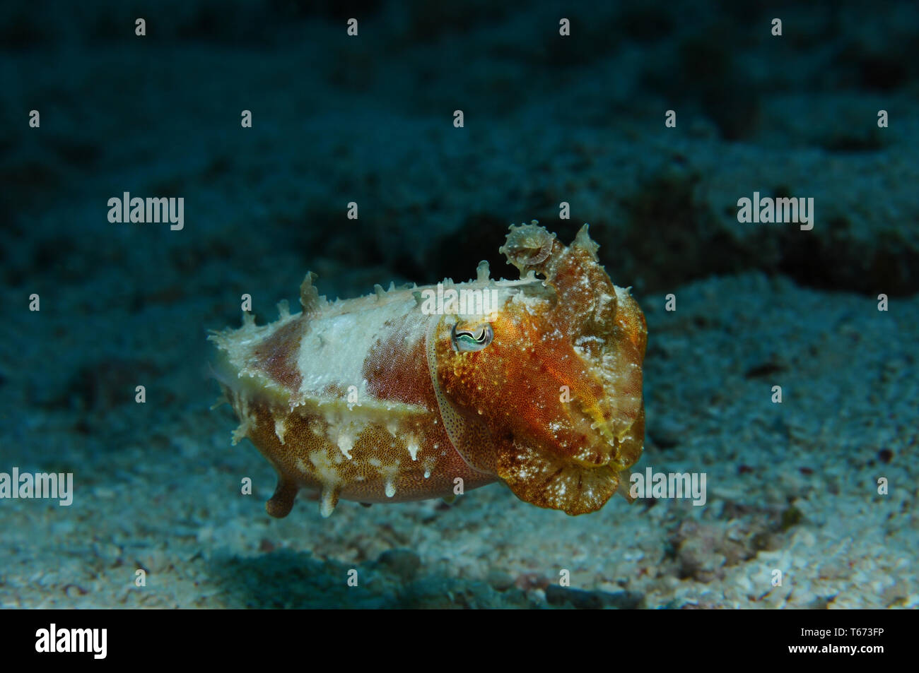 Needle cuttlefish (Sepia aculeata (Lat)) is changing colors, Panglao ...