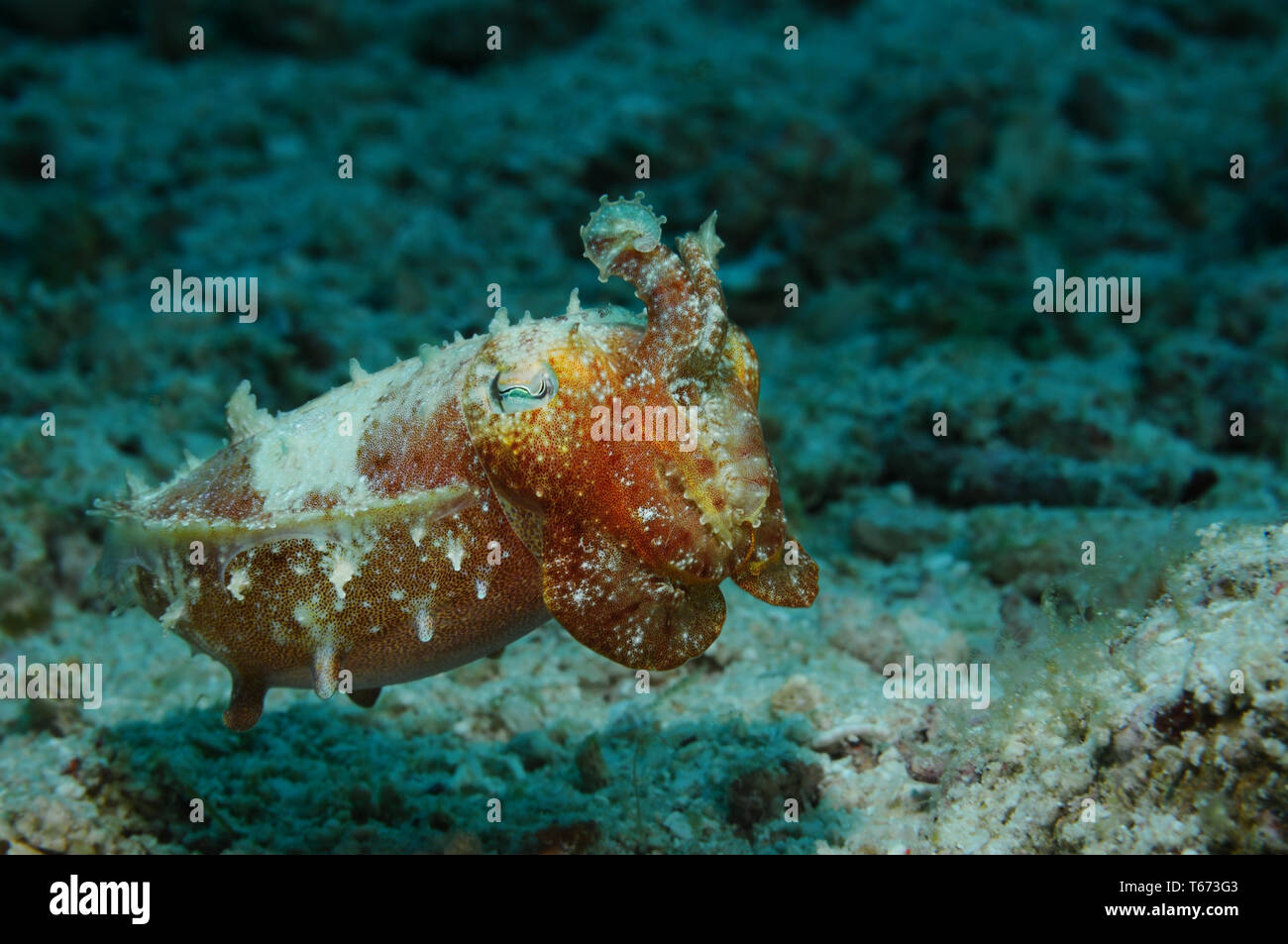 Needle cuttlefish (Sepia aculeata (Lat)) is changing colors, Panglao ...