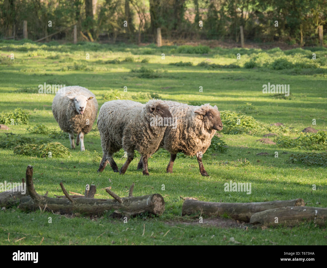 sheeps in germany Stock Photo - Alamy