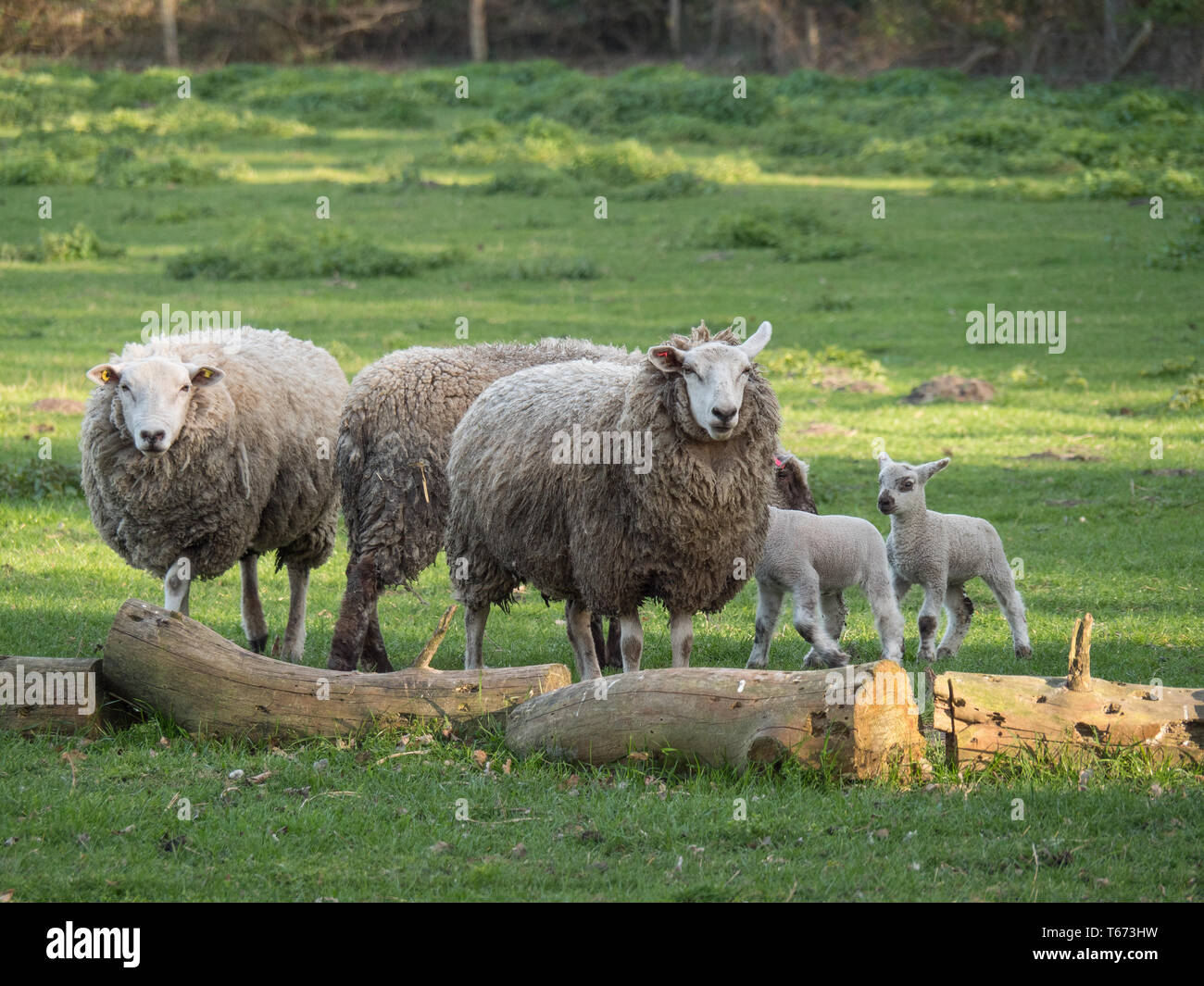 sheeps in germany Stock Photo - Alamy