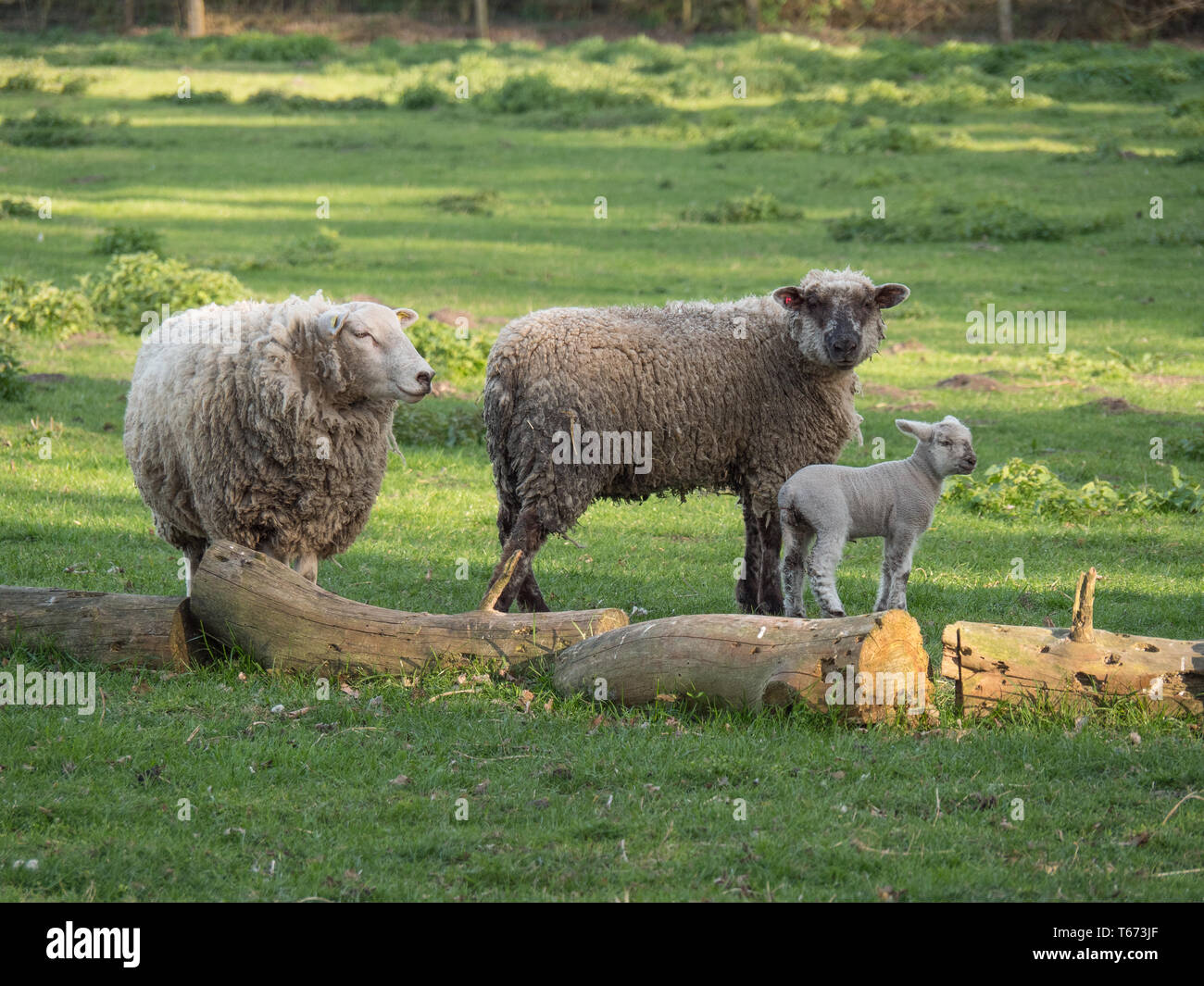 sheeps in germany Stock Photo - Alamy