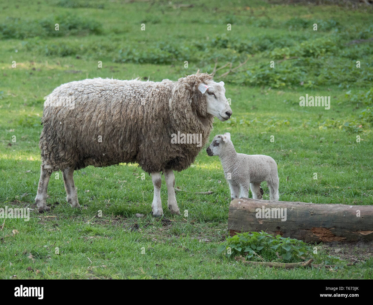 sheeps in germany Stock Photo - Alamy