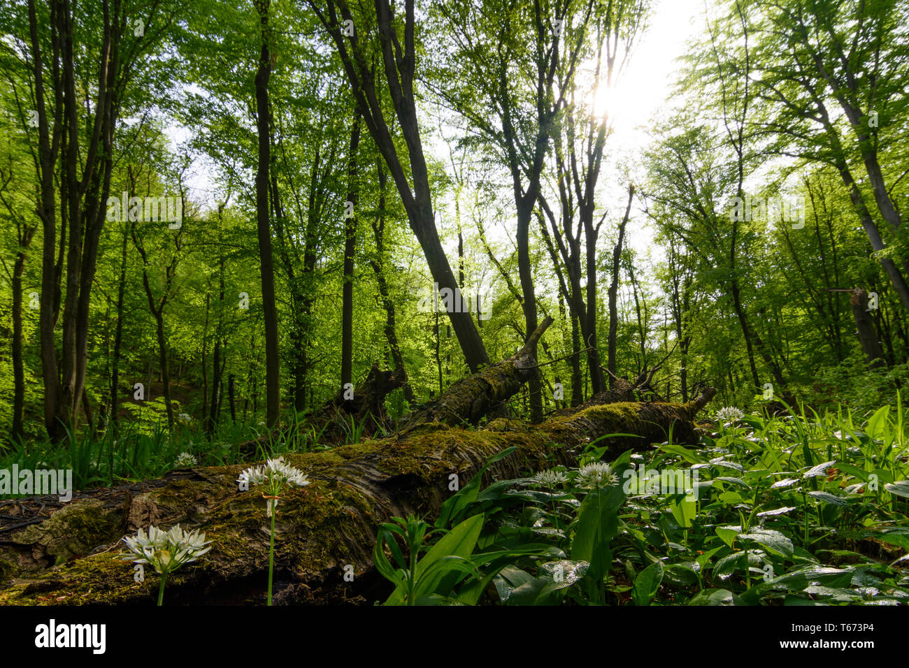 St. Andrä-Wördern: Bärlauch (Allium ursinum), wild garlic, trees ...