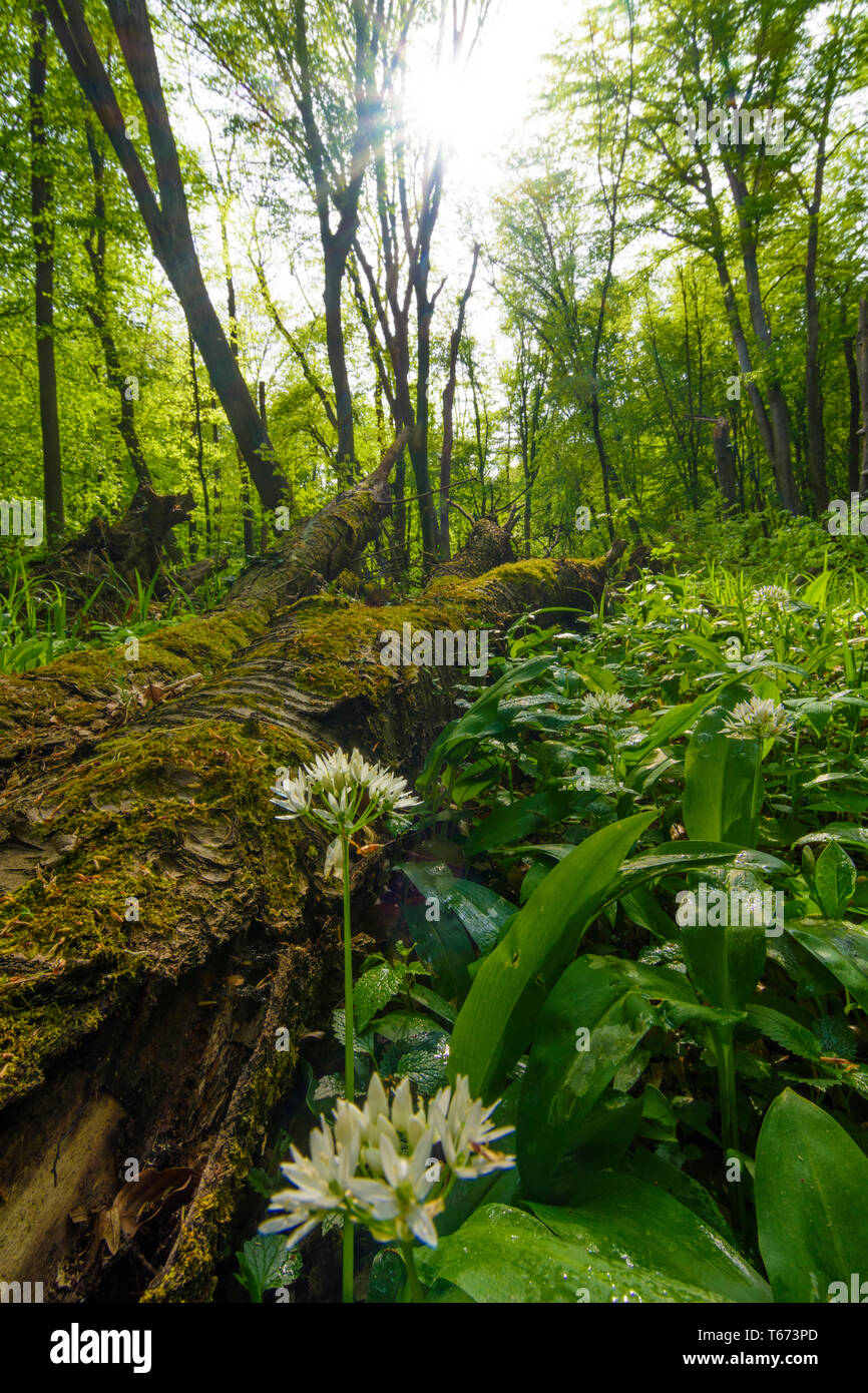 St. Andrä-Wördern: Bärlauch (Allium ursinum), wild garlic, trees ...