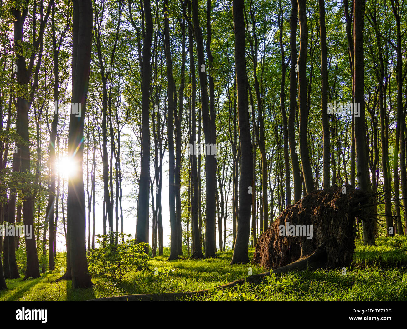 Overturned tree in wienerwald hi-res stock photography and images - Alamy