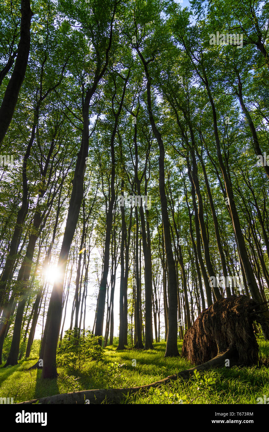 Overturned tree in wienerwald hi-res stock photography and images - Alamy