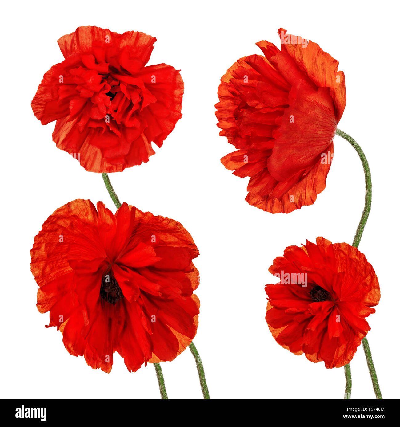 Set of Single Poppy Flowers Isolated on White Background Stock Photo ...