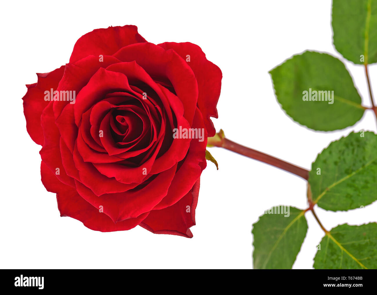 Red rose with leaves isolated on white background Stock Photo - Alamy