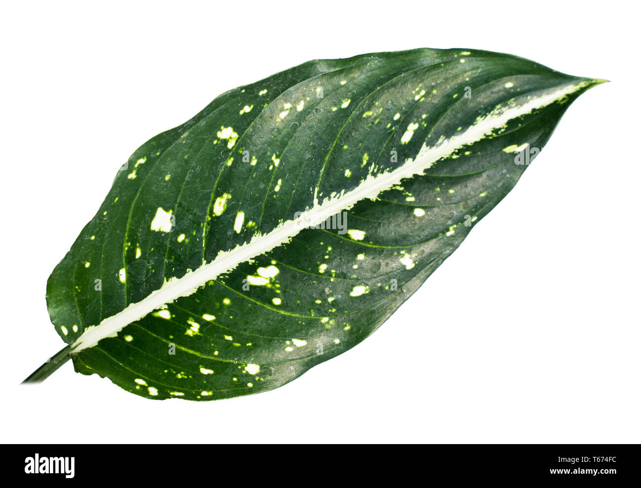 Aglaonema Costatum leaves are beautifully striped Stock Photo - Alamy