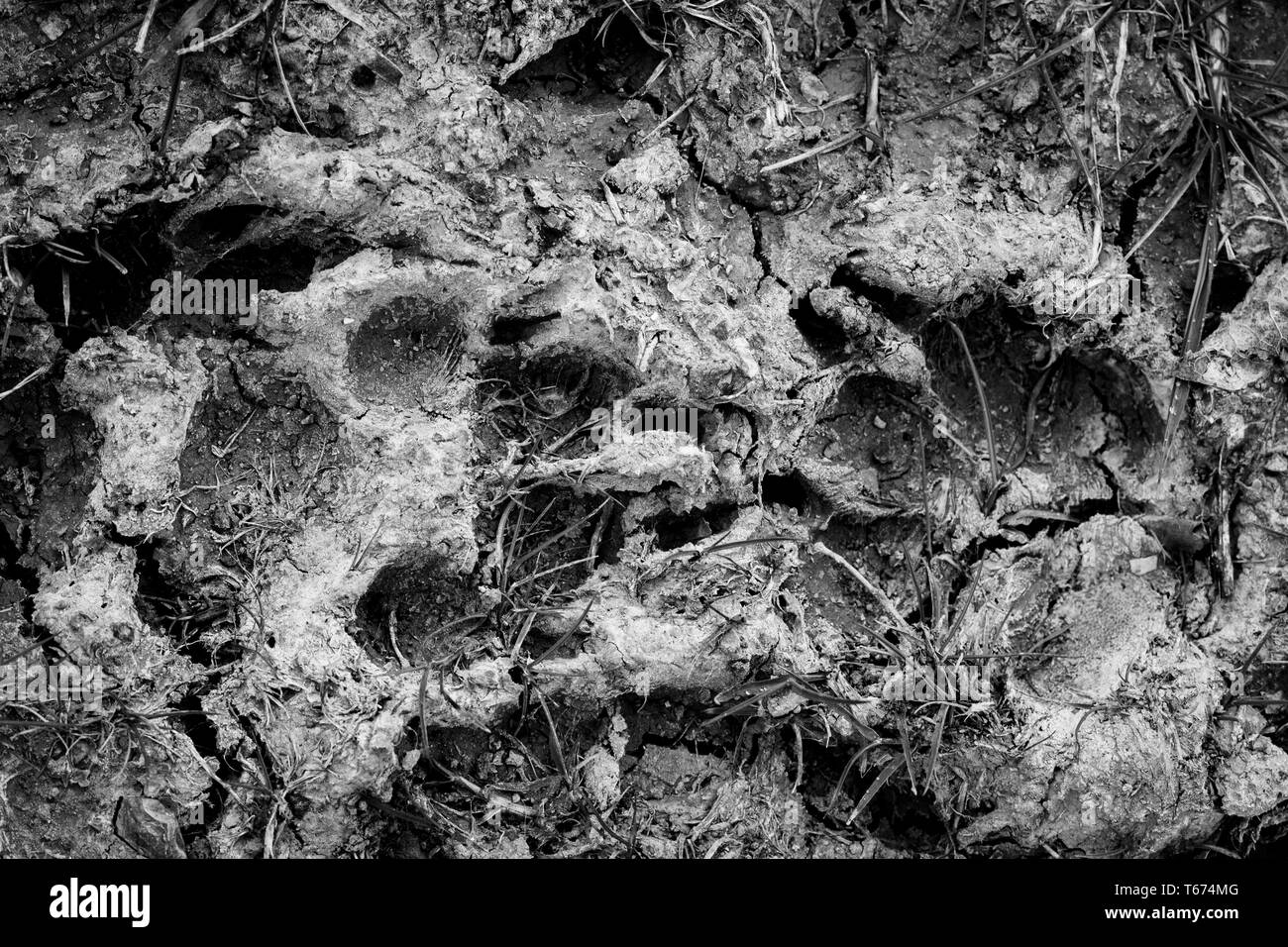 Muddy dog paw prints Black and White Stock Photos & Images - Alamy