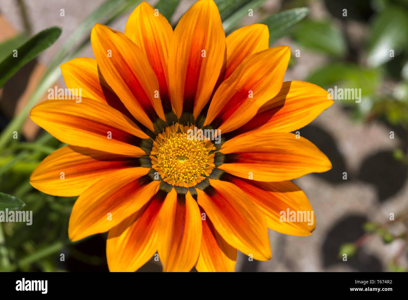 Crystalline iceplant or Midday Flower, Mesembryanthemum crystallinum ...