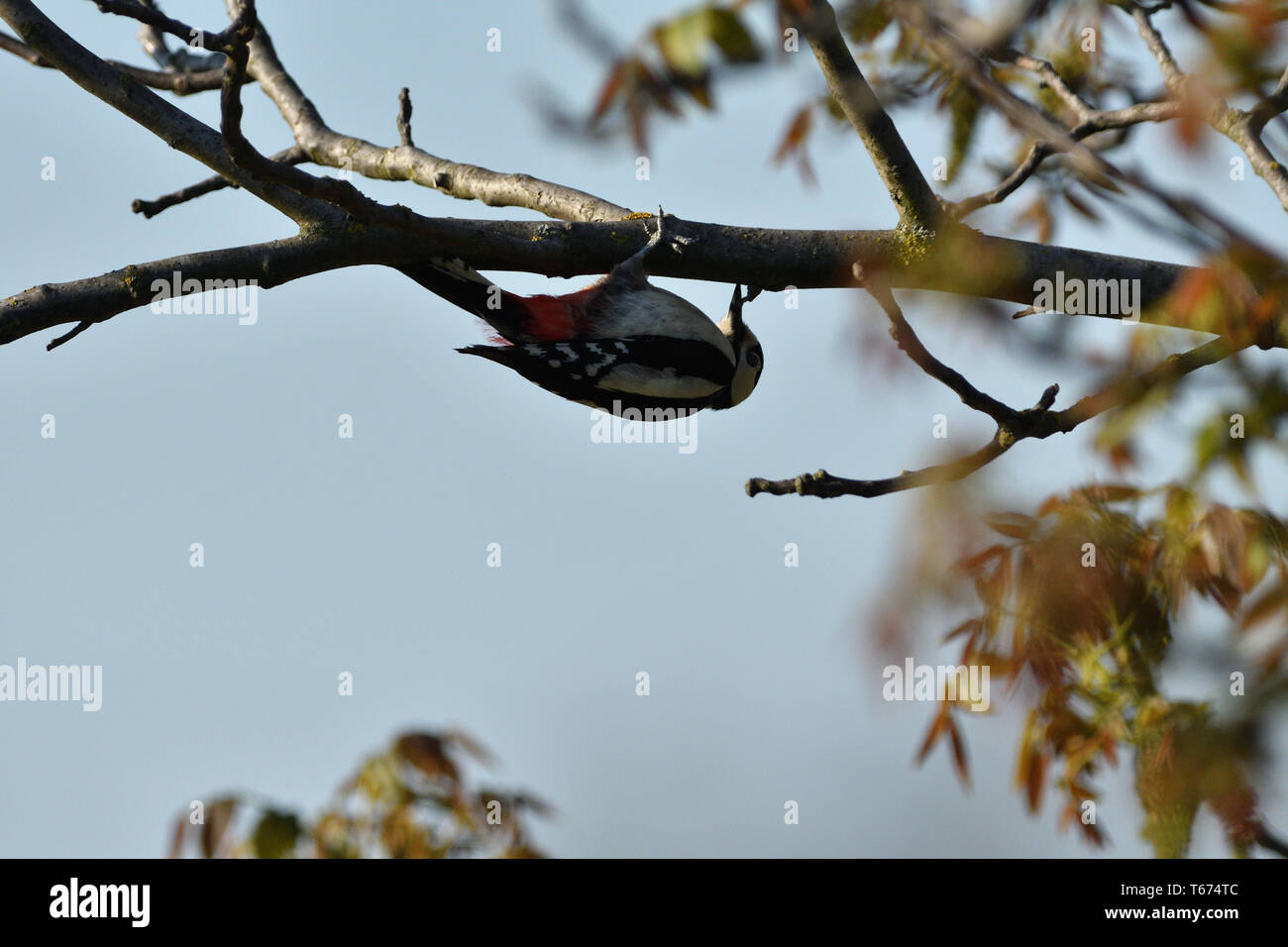 Red woodpecker knocking on the branch tree Stock Photo - Alamy