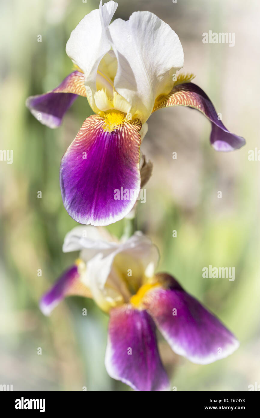 iris [genus Iris] Stock Photo - Alamy