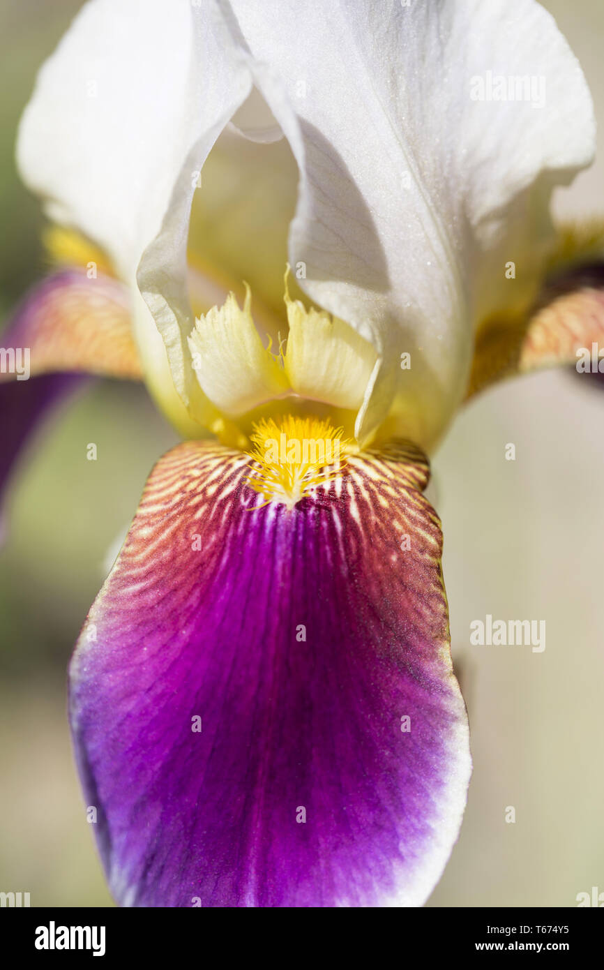iris [genus Iris] Stock Photo - Alamy