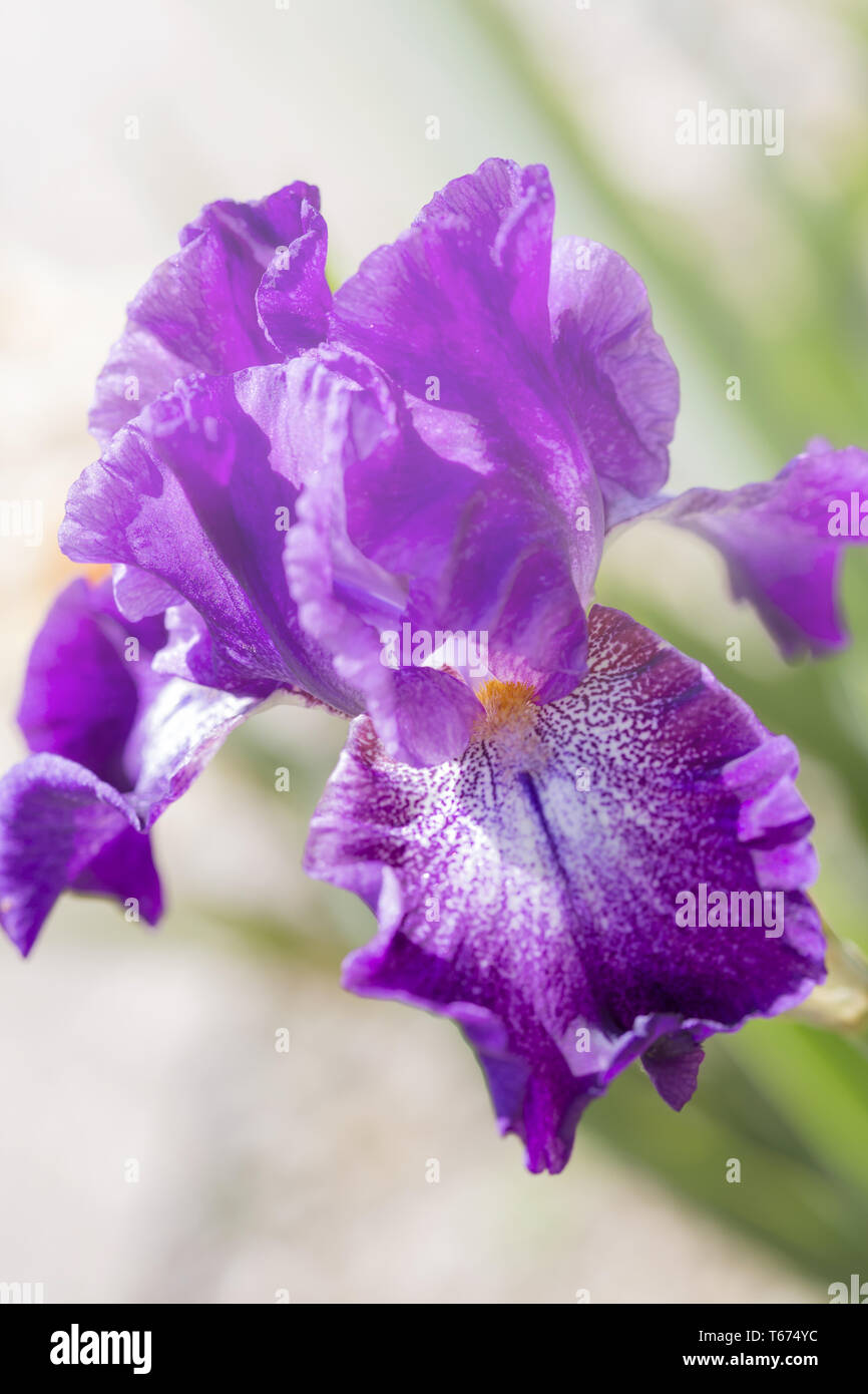 iris [genus Iris] Stock Photo - Alamy