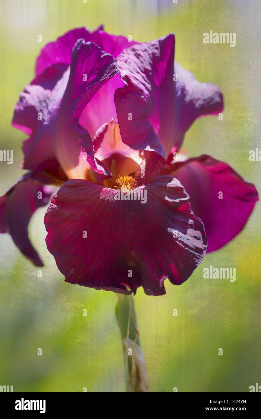 iris [genus Iris] Stock Photo - Alamy