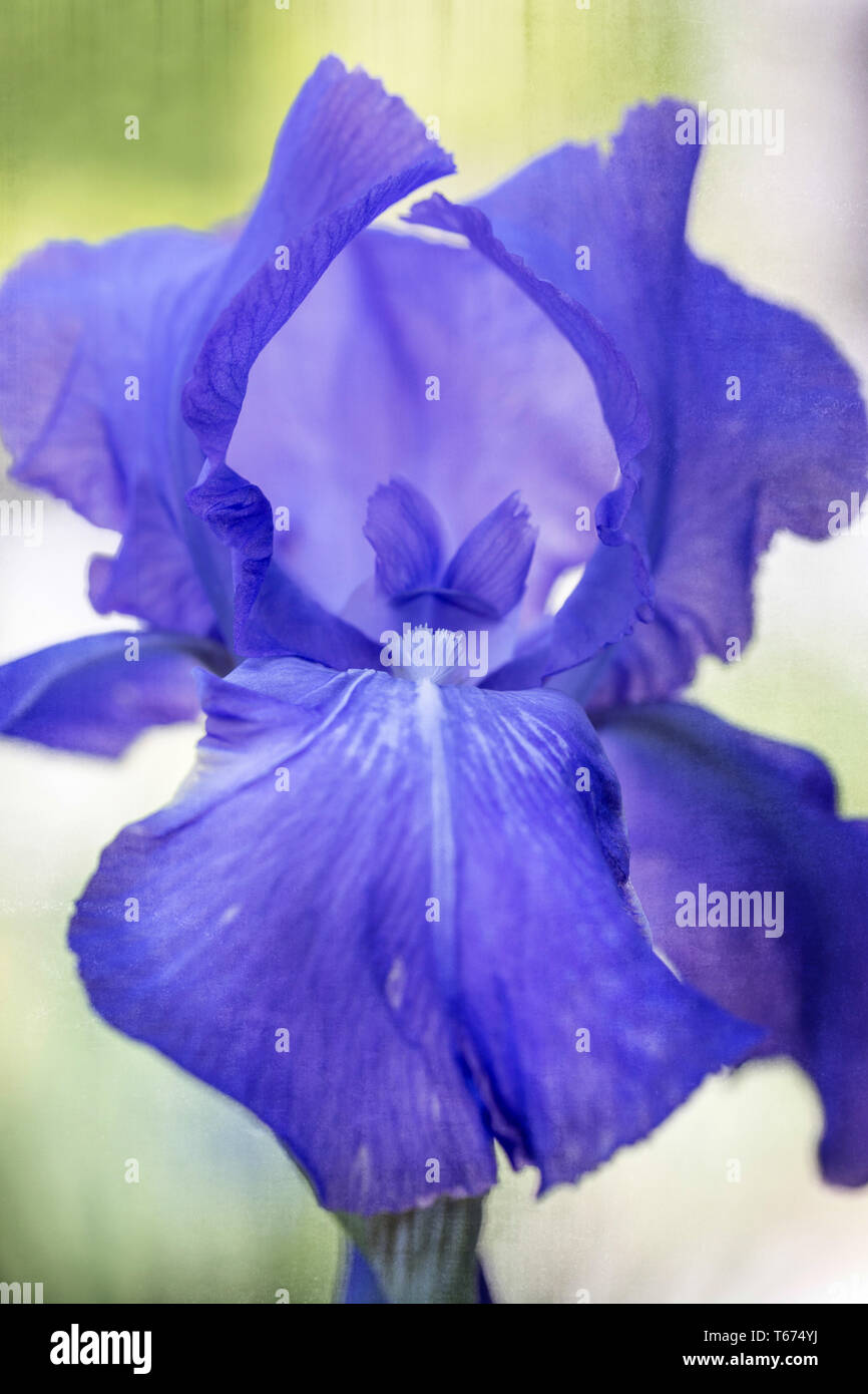 iris [genus Iris] Stock Photo - Alamy
