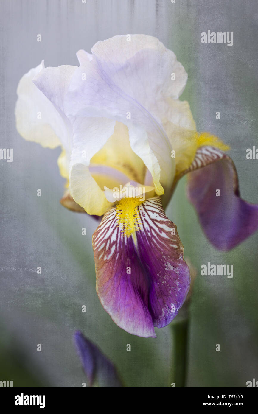iris [genus Iris] Stock Photo - Alamy