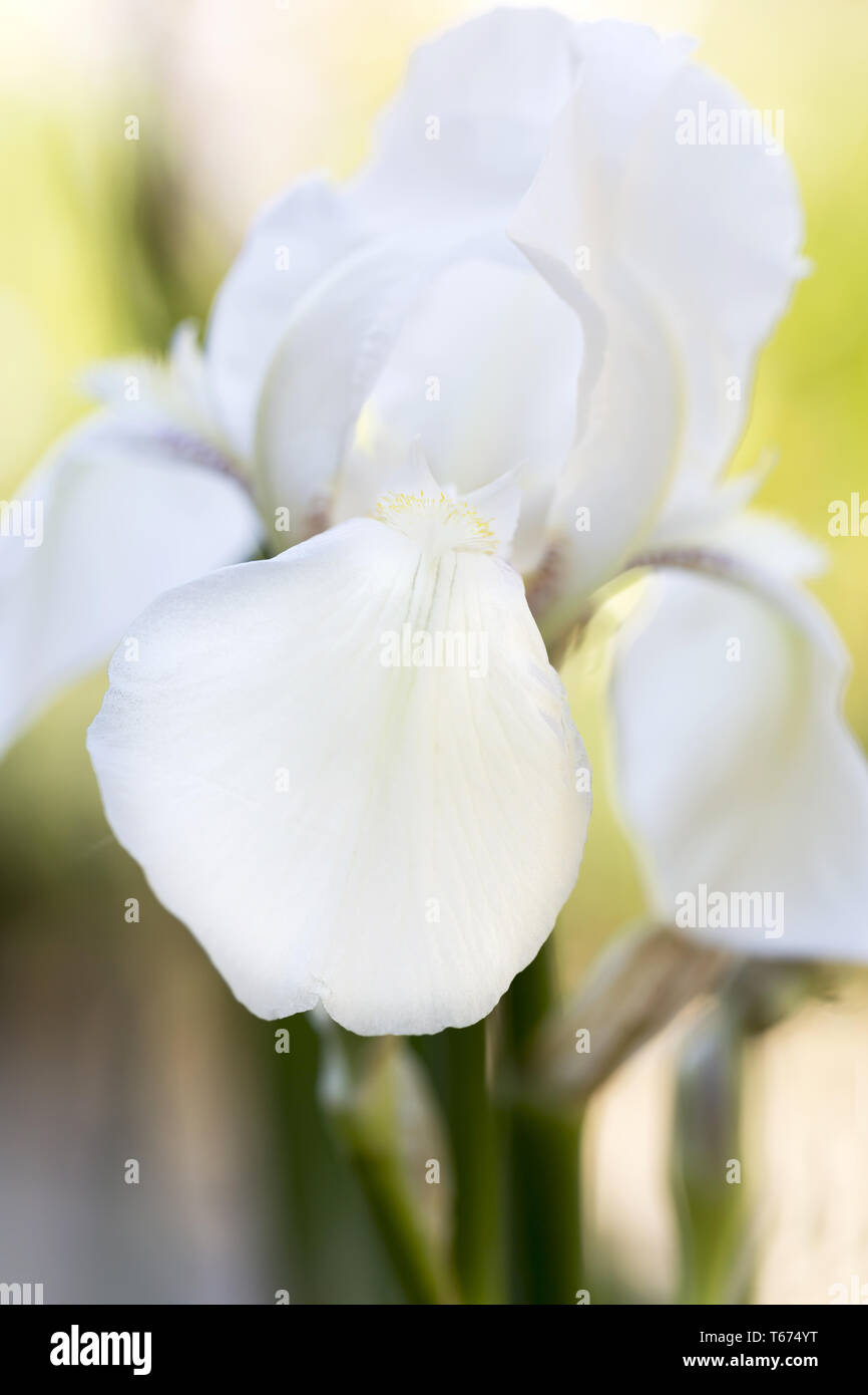 iris [genus Iris] Stock Photo - Alamy
