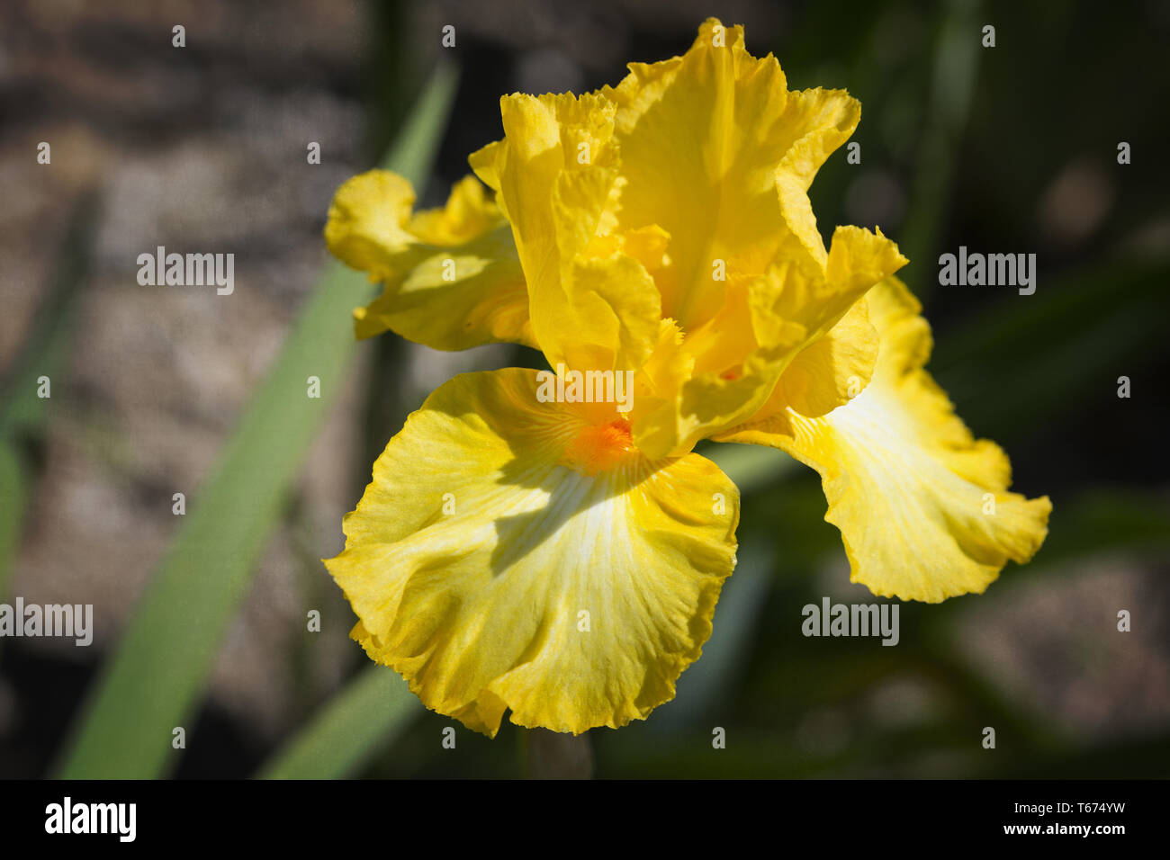 iris [genus Iris] Stock Photo - Alamy