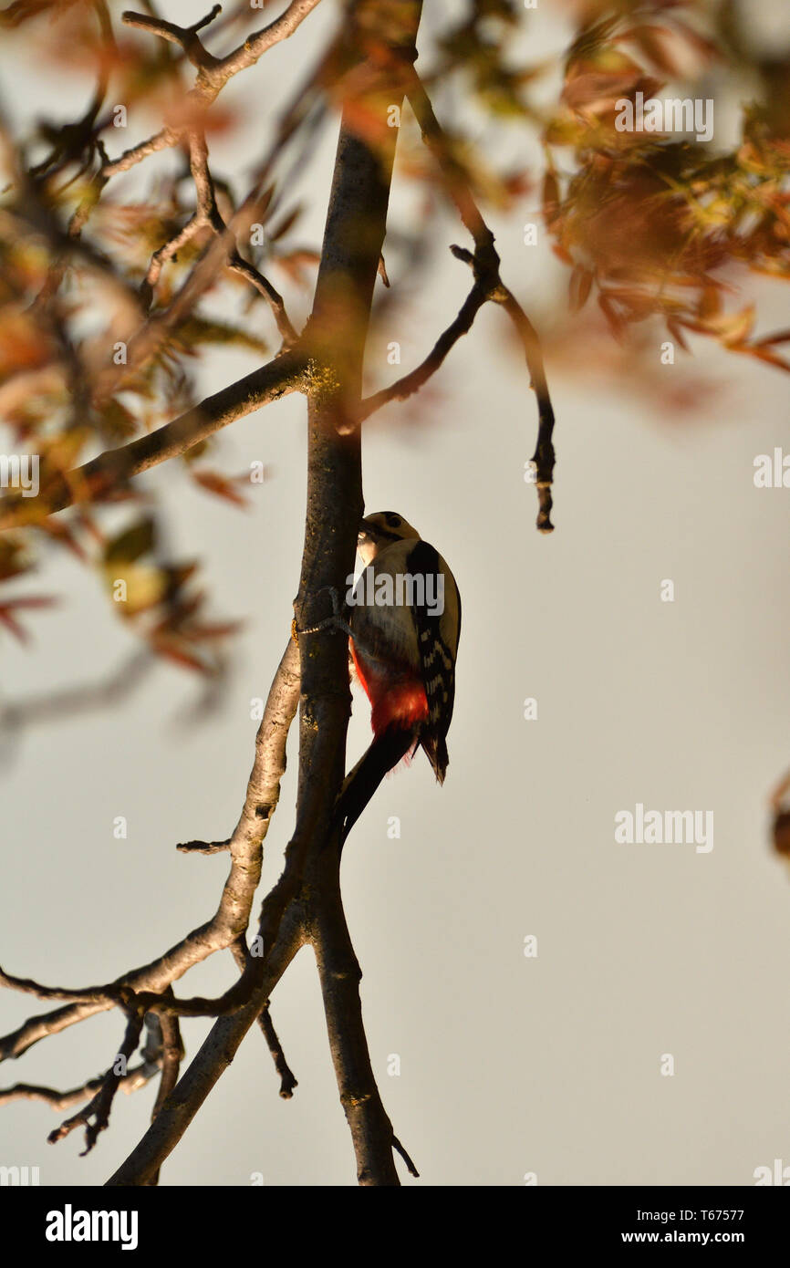 Red woodpecker knocking on the branch tree Stock Photo - Alamy