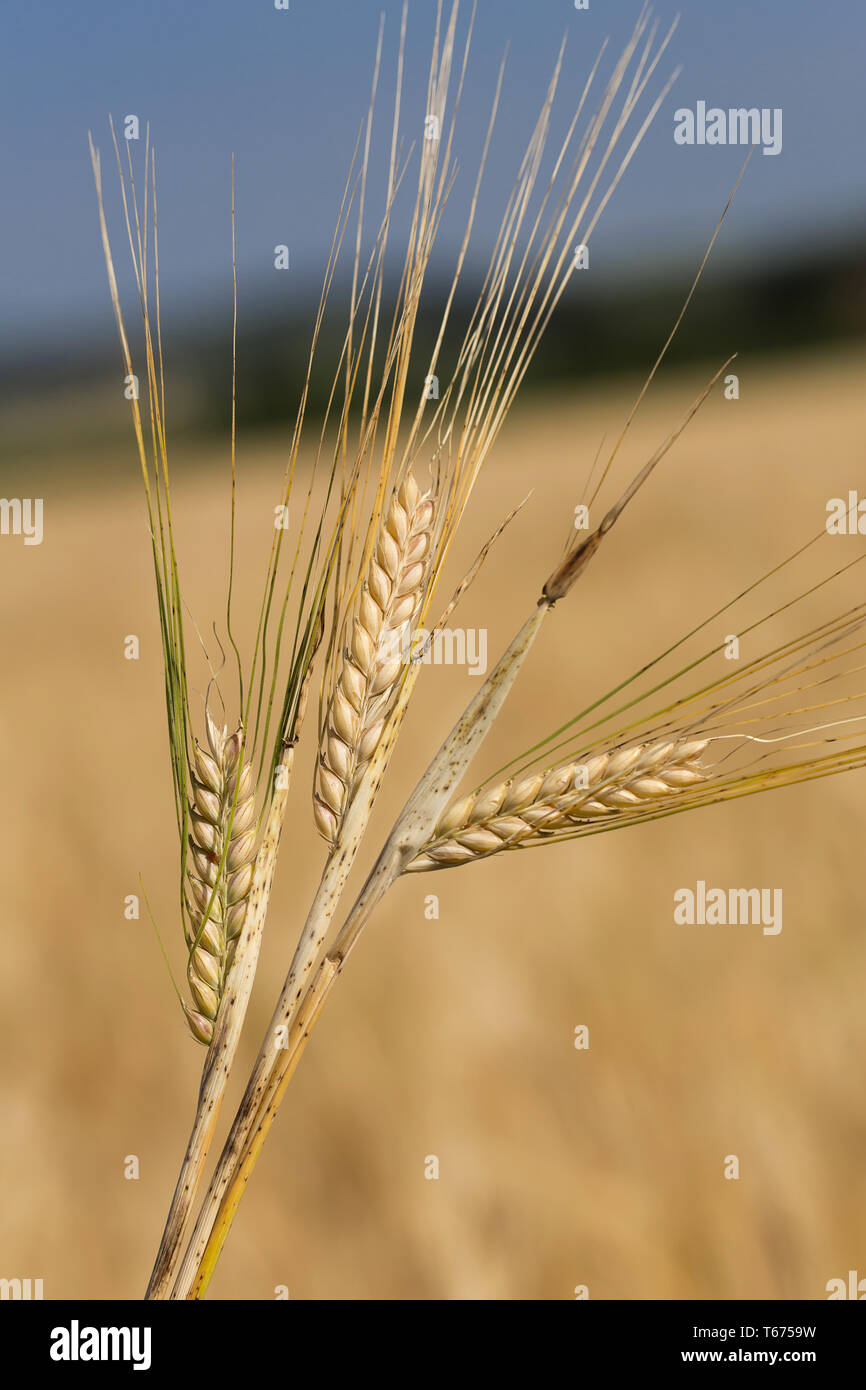 Barley, Hordeum vulgare Stock Photo - Alamy