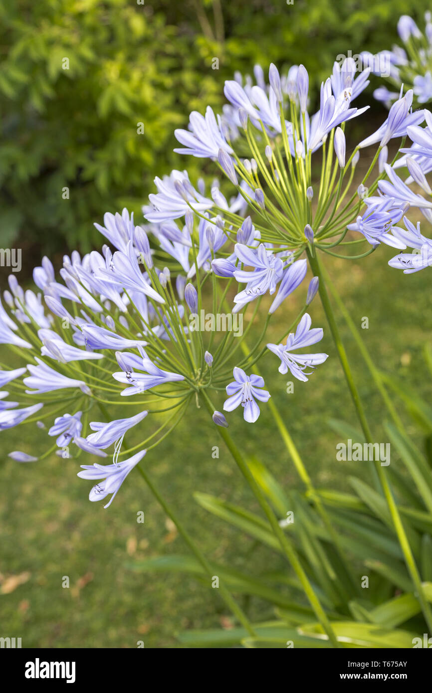 blue agapanthus, Agapanthus africanus Stock Photo - Alamy