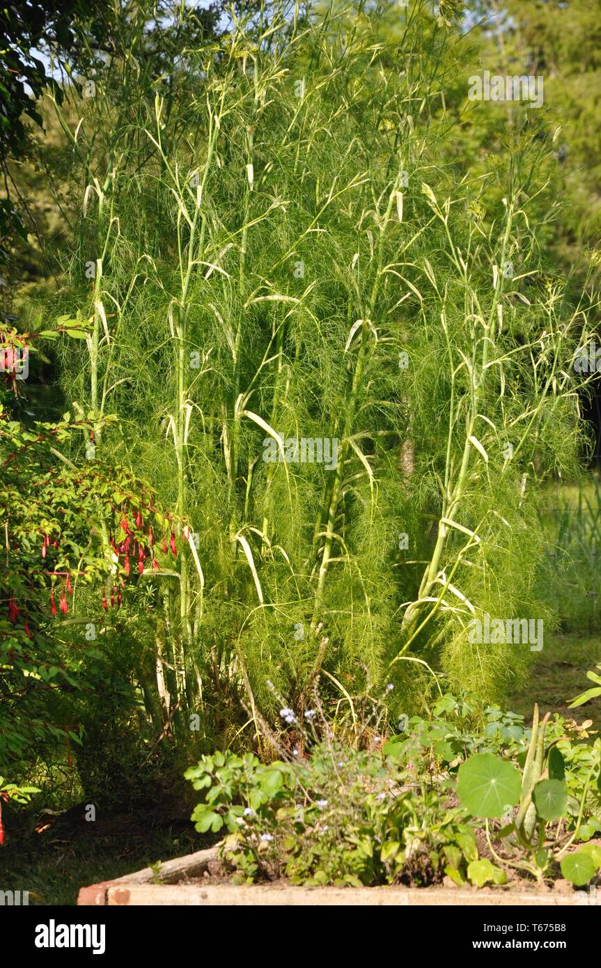 Tall fennel hi-res stock photography and images - Alamy