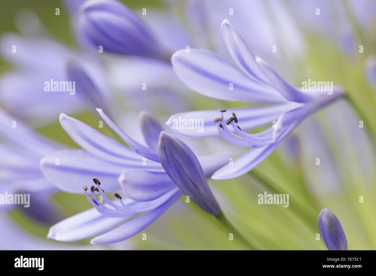 blue agapanthus, Agapanthus africanus Stock Photo - Alamy