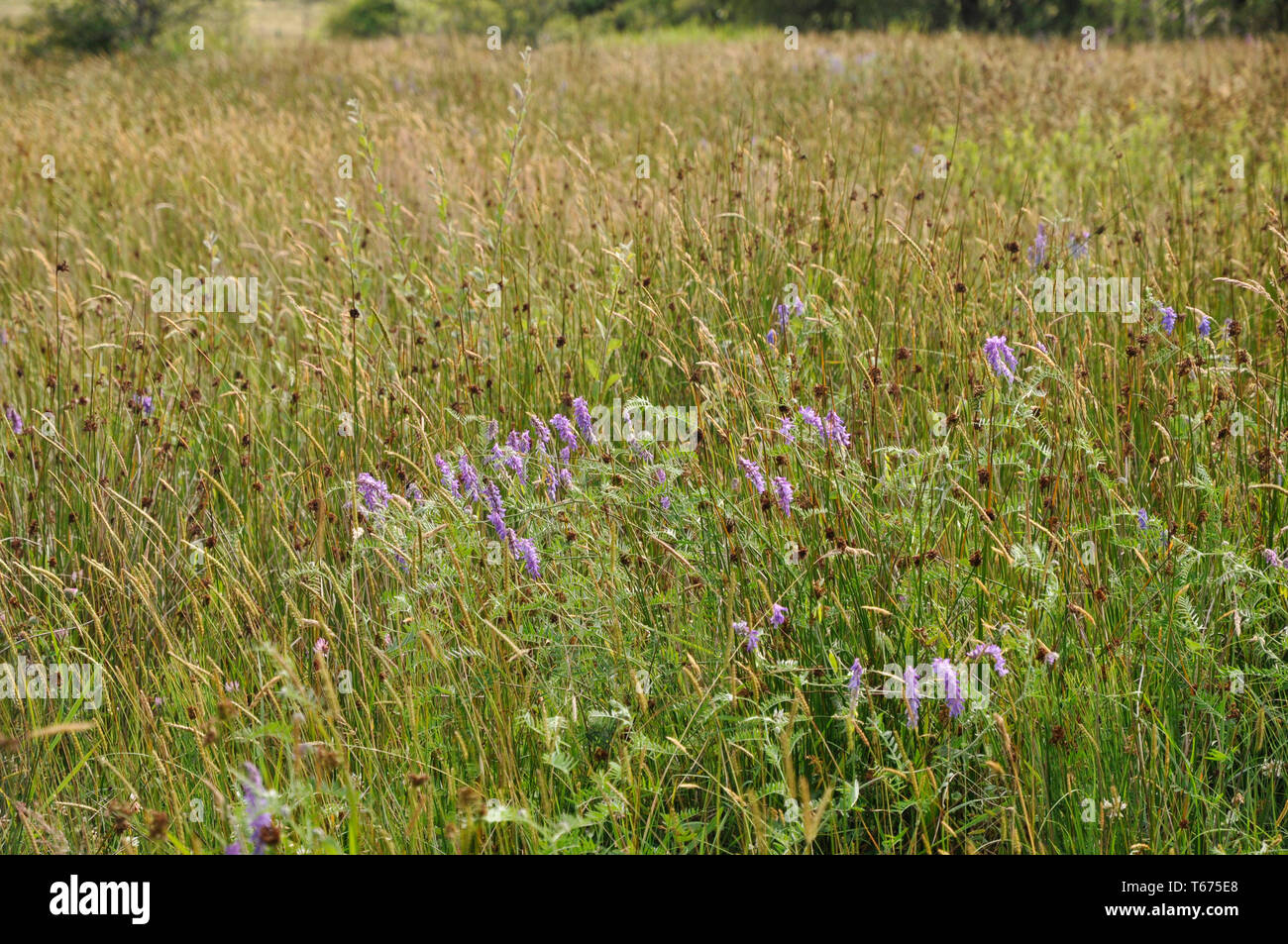 Wildflower meadow ireland hi-res stock photography and images - Alamy