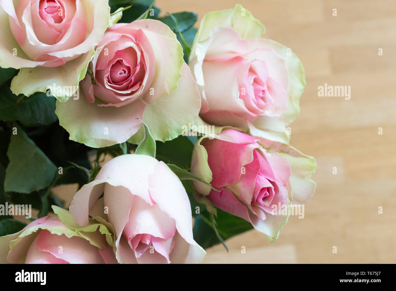 Pale pink roses hi-res stock photography and images - Alamy