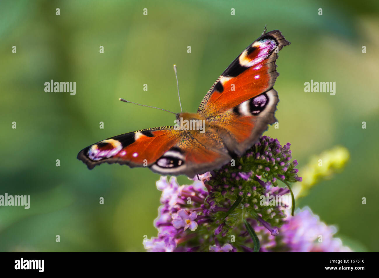 European peacock, Inachis io Stock Photo - Alamy