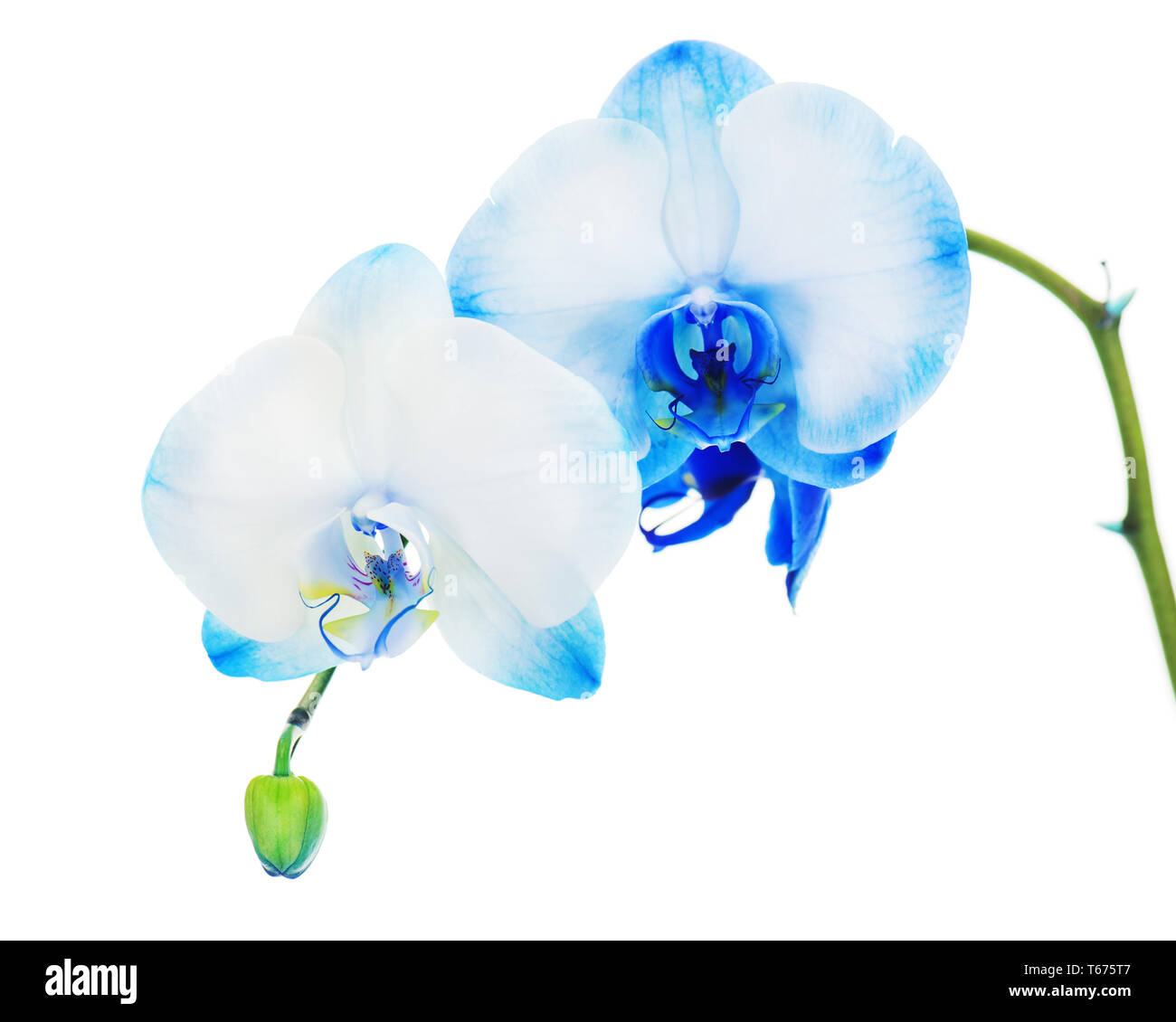 Real Blue Orchid Flower