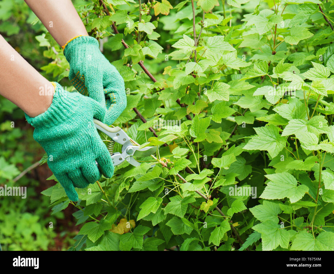 Pruner hi-res stock photography and images - Alamy