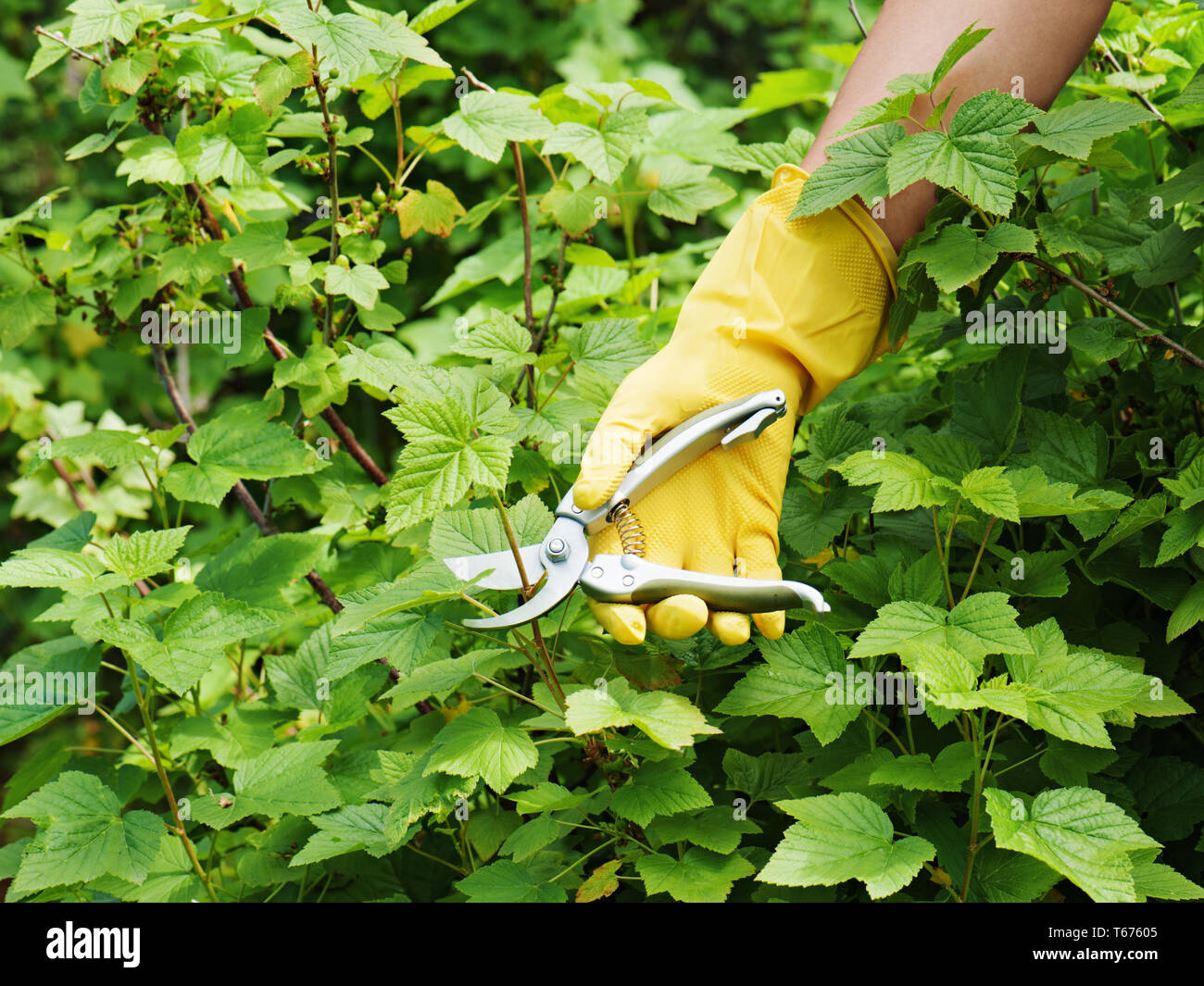 Pruner hi-res stock photography and images - Alamy