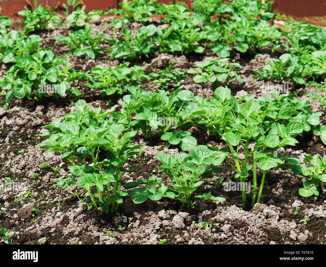 Green cultivated potato field hi-res stock photography and images - Alamy