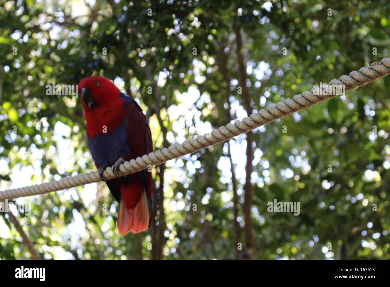 Parrots at the Zoo Stock Photo - Alamy
