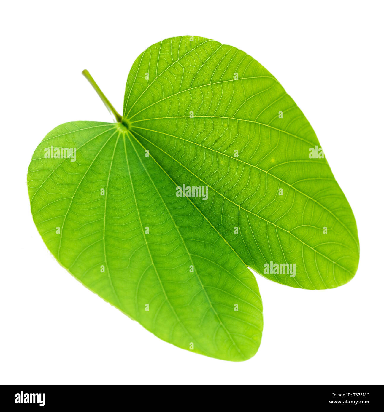 green leaf isolated Stock Photo - Alamy